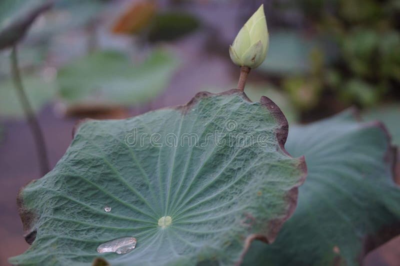 Flowers green leaf stock image. Image of wildflower - 179796031