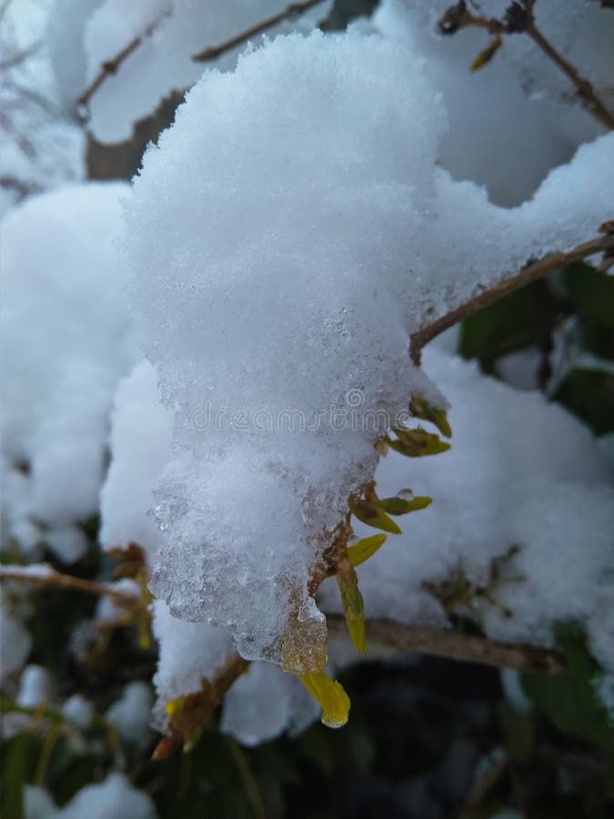 Flowers and Green Leaves on an Tree Branch in Spring Under Snow Stock ...