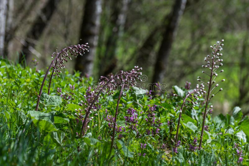 Flowers in the Green Nature in Spring Stock Image - Image of rose ...