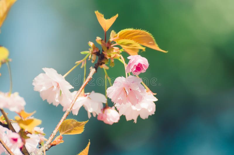 Flowers of green sakura stock photo. Image of black, petal - 85268792