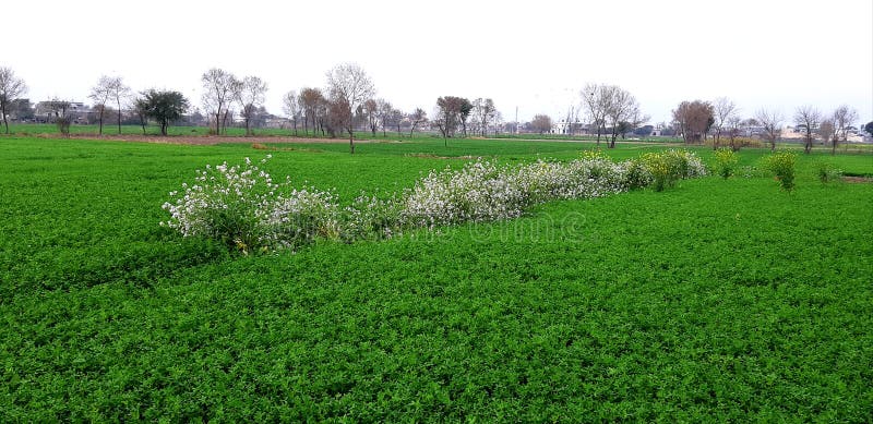 Flowers Greenery Sky Tree Land Stock Image - Image of greenery, flowers ...