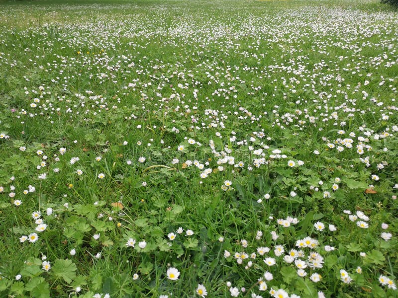 Flowers and Greenery with a Very Nice Ambience on a Sunny Day with ...