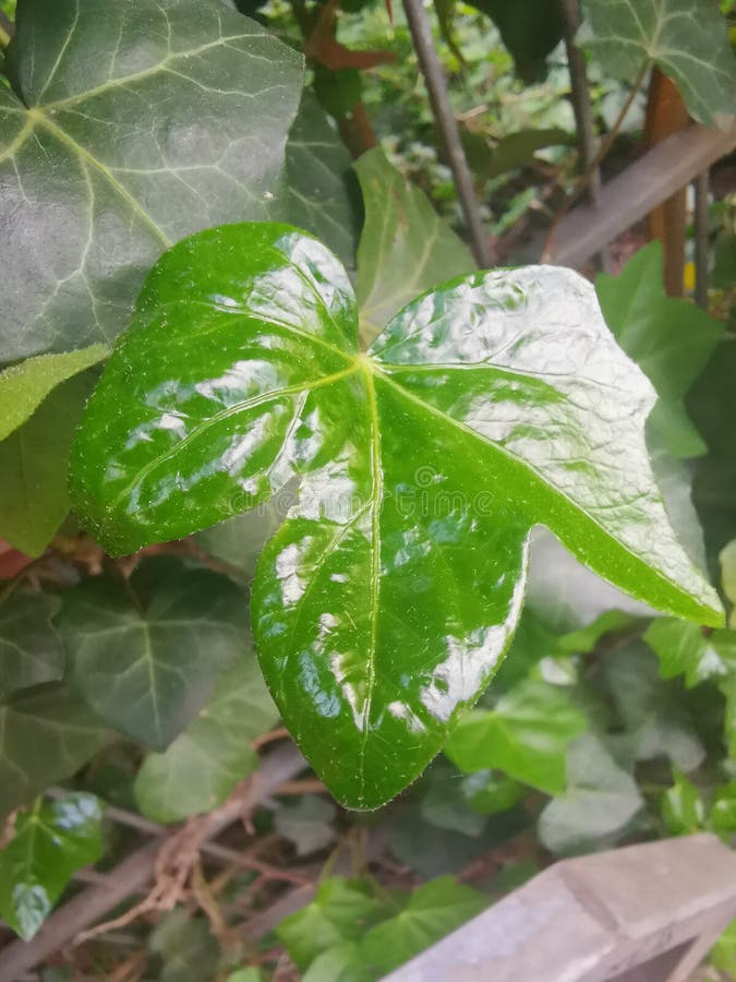 Flowers and Greenery with a Very Nice Ambience on a Sunny Day with ...