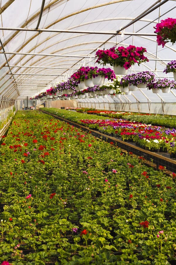 Flowers in greenhouse stock photo. Image of business - 72055332