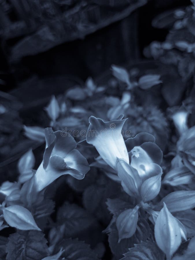 Flowers in grey color stock photo. Image of grey, frost - 221180258