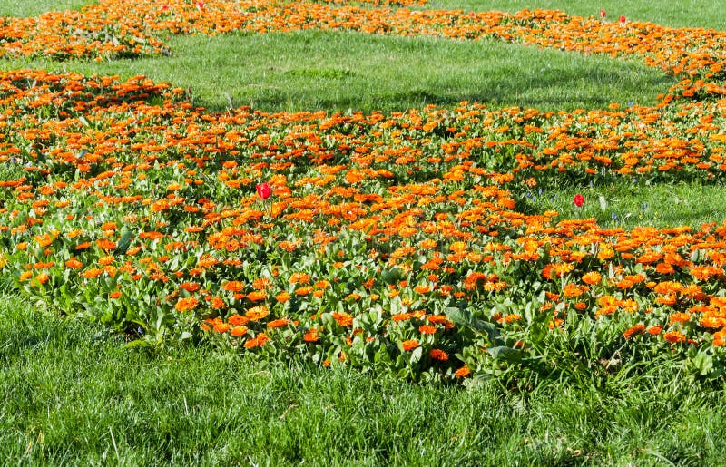 Flowers on the Ground in a Bright Day Stock Image - Image of ...