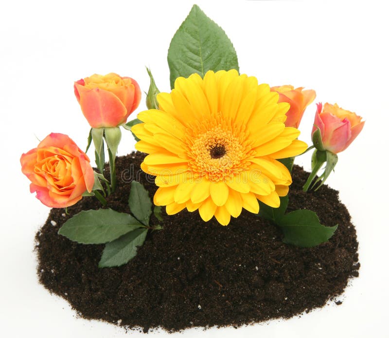 Flowers in the ground stock photo. Image of floristry - 98969146