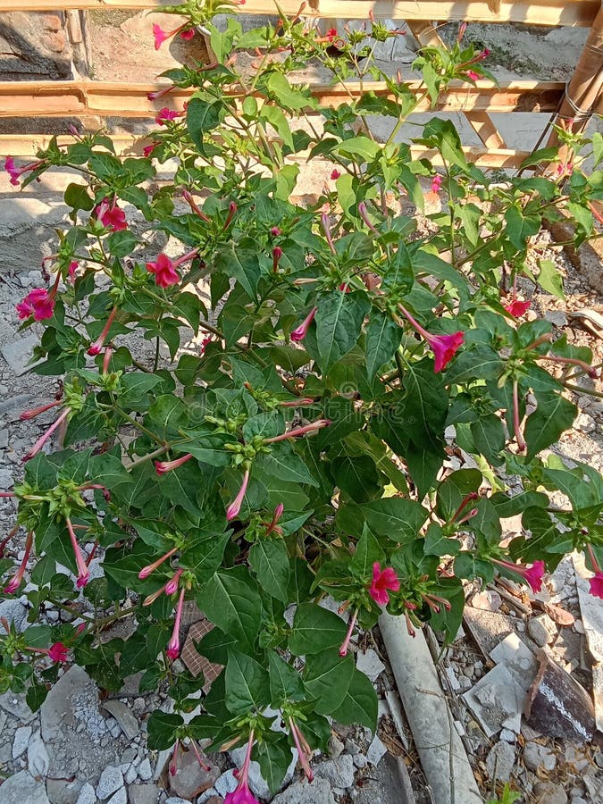 Flowers that always Grow and Bloom Even in the Dry Season Stock Image ...
