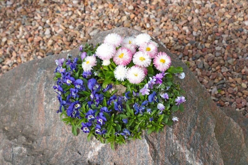 Flowers Grow Out of Stone and Bloom Stock Photo - Image of natural ...