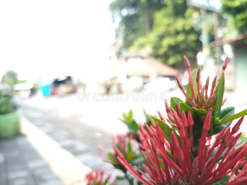 Flowers that Grow on the Side of the Road Stock Photo - Image of ...
