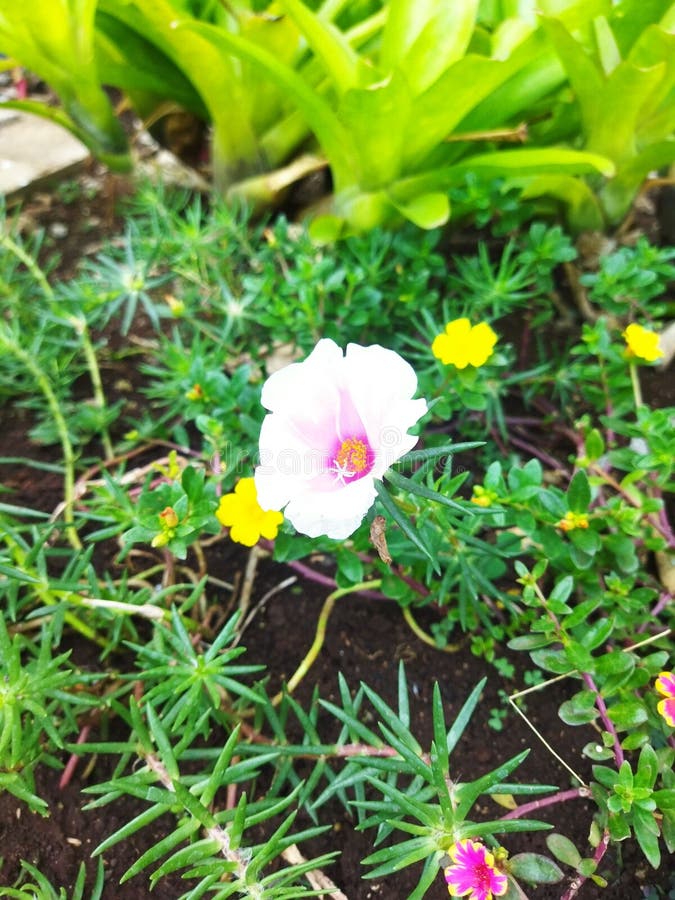 Flowers grow up stock photo. Image of flowers, grow - 332663430