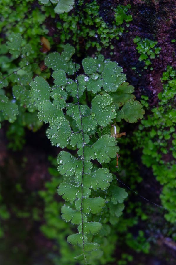 Flowers that Grow Wild Around the Forest, with a Deep Green Color Stock ...