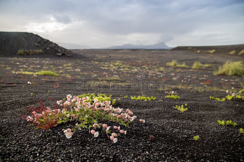 Flowers Growing on the Ash Field in Iceland Stock Photo - Image of soil ...
