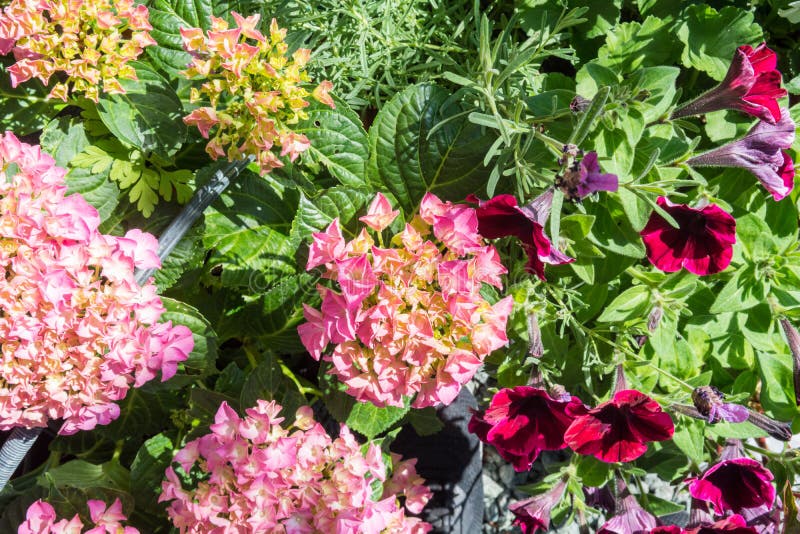 Flowers Growing in a Back Yard Flower Bed Stock Image - Image of hobby ...