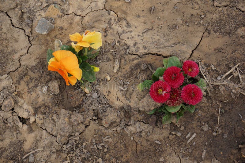 Flowers Growing Out of Dirt Stock Photo - Image of decorative, flora ...