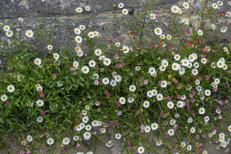Flowers growing in Stone stock photo. Image of pavements - 151072698