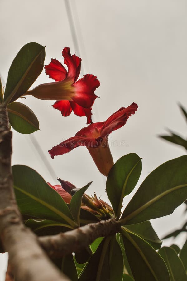 Flowers Growing Together Forever Stock Image - Image of together ...