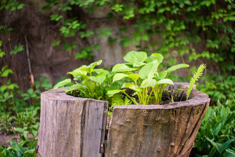 Flowers Growing in a Tree Trunk Stock Photo - Image of blooming ...