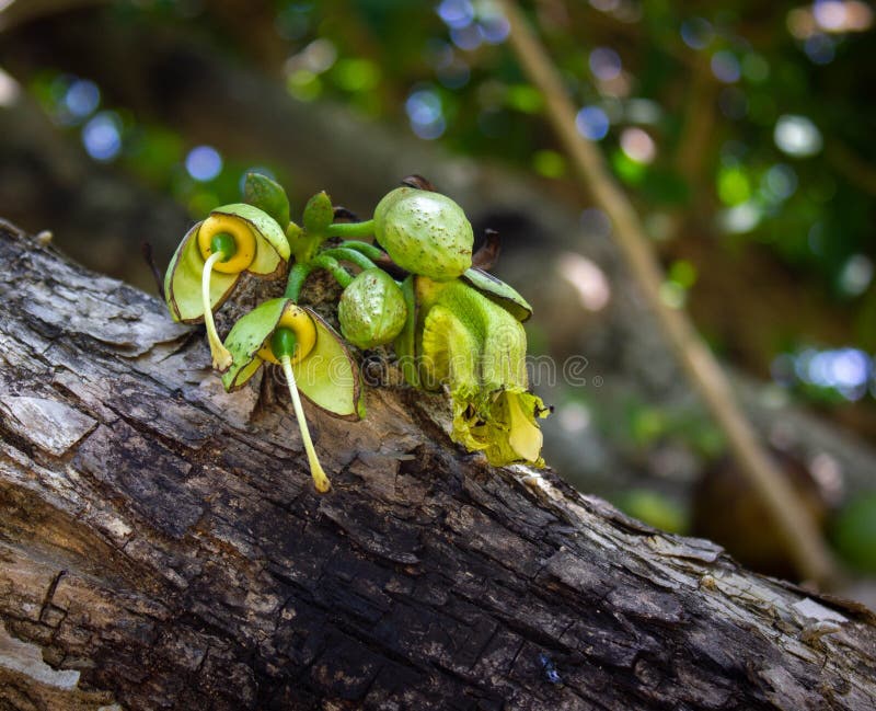 Flowers on calabash tree stock image. Image of trunk - 151249617
