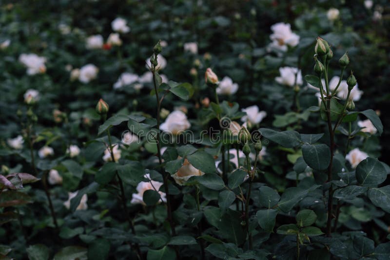 Flowers of a Growing White Rose Stock Photo - Image of roses ...