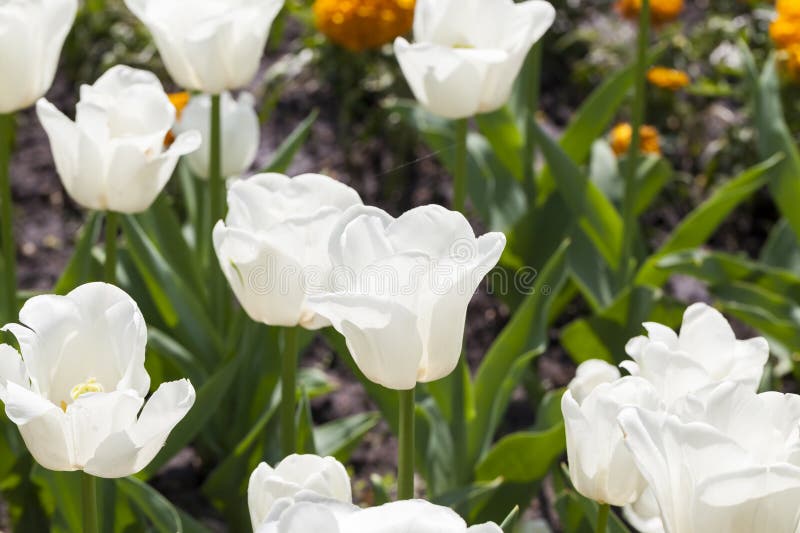 Flowers are Grown for Landscaping Stock Image - Image of plant, garden ...