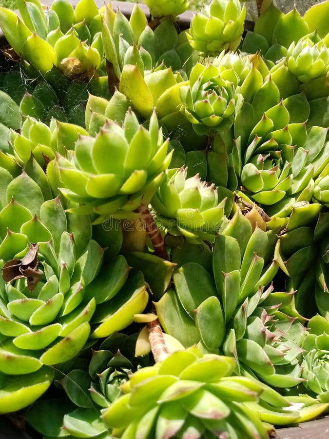 Flowers Guardian of the House Drug Stock Image - Image of flowers ...