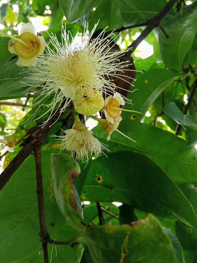 Flowers on guava tree stock photo. Image of plant, autumn - 367971218