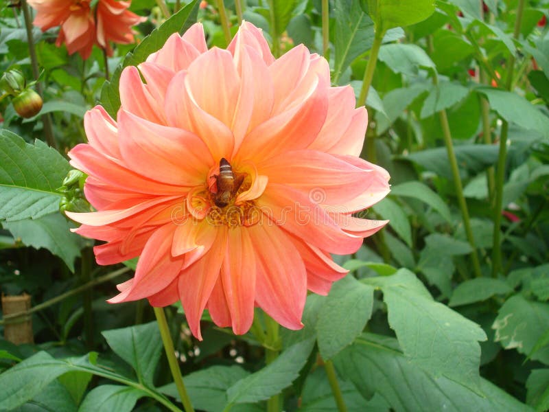 Flower stock image. Image of bends, dahaspethiya, flower - 84096245