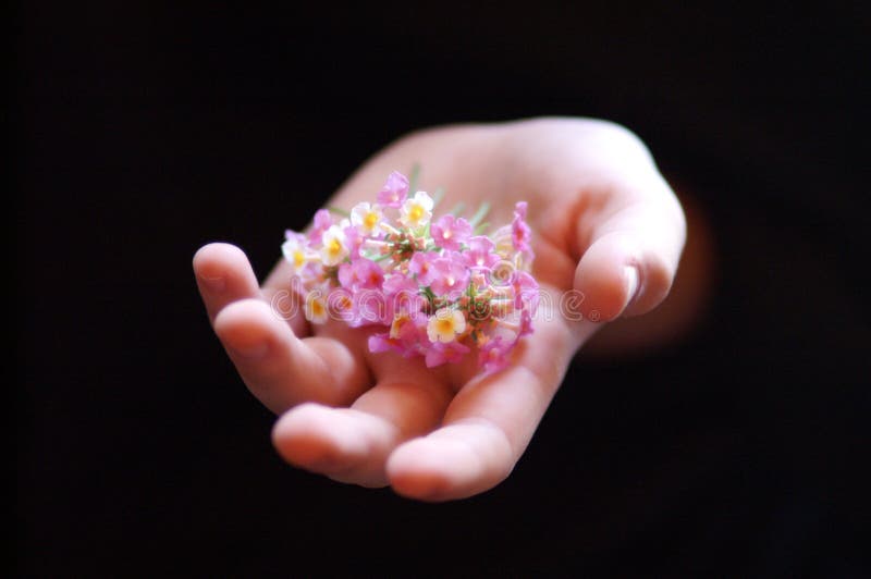 Flowers hand 2 stock image. Image of comforting, choice - 6535373