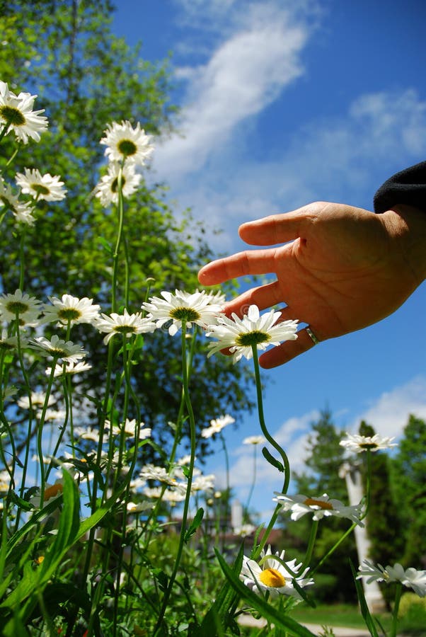 Flowers and Hand stock photo. Image of pistil, color, blue - 4462076