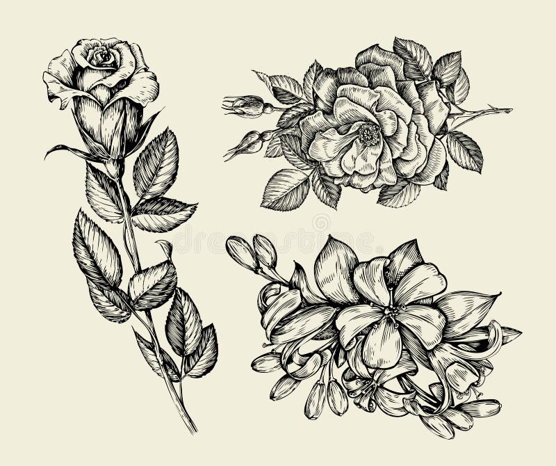 Flowers. Hand Drawn Sketch Flower, Rose, Floral Pattern. Vector ...