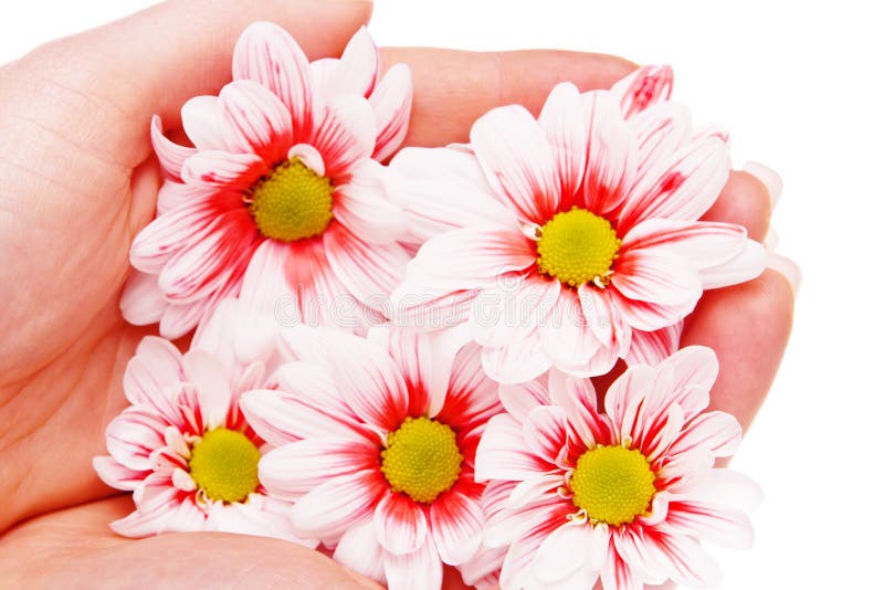 Flowers in hands stock image. Image of organic, design - 8521755