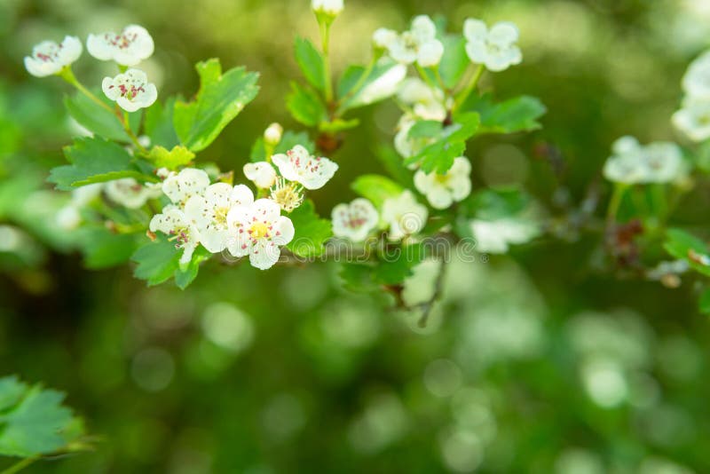 Flowers Hang on a Tree. Spring Season Stock Photo - Image of blossom ...