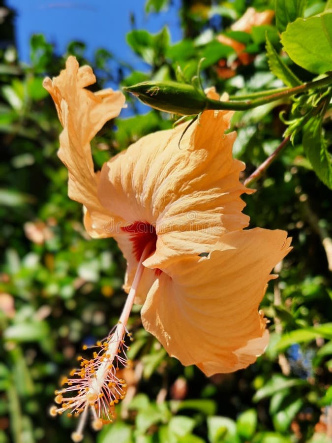 Flowers are Happy Things.ðŸ’•ðŸ˜ Stock Photo - Image of leaf, happy ...
