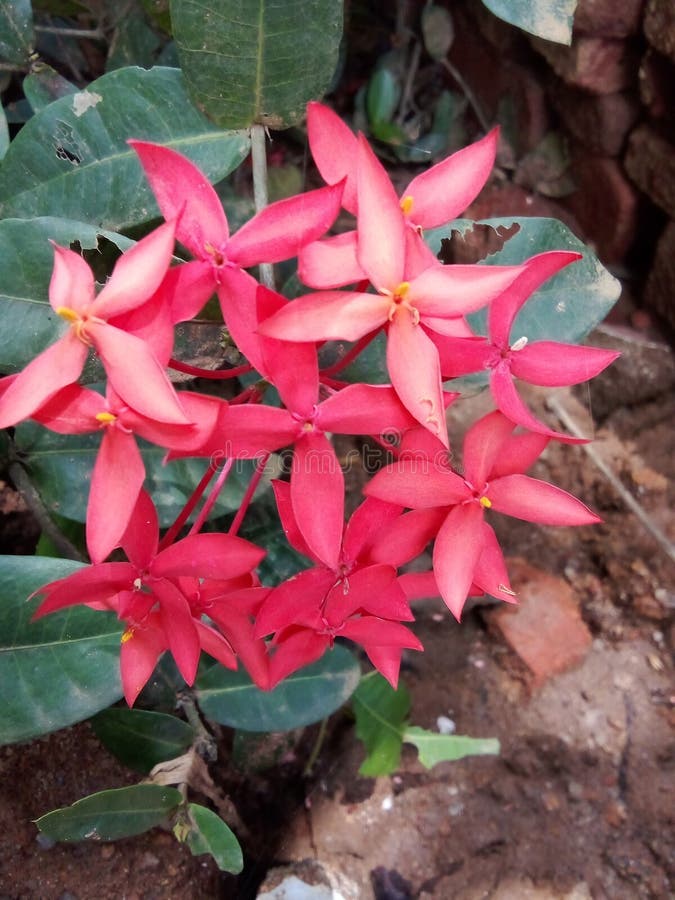 122 Rathmal Stock Photos - Free & Royalty-Free Stock Photos from Dreamstime