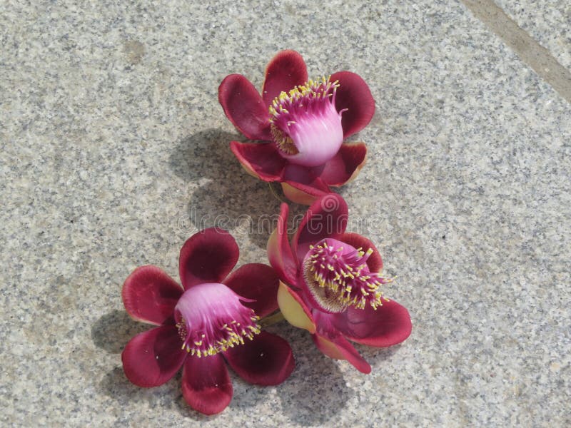 Flowers on hard ground stock photo. Image of textures - 94188194