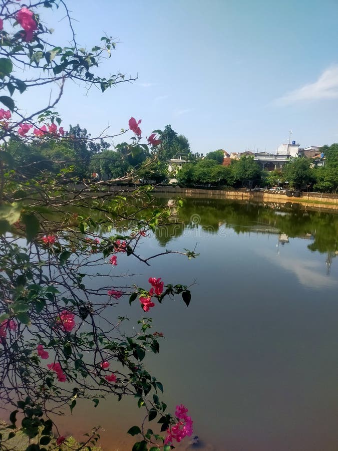 Flowers Have always Been a Symbol of Love and Water is the Source of ...