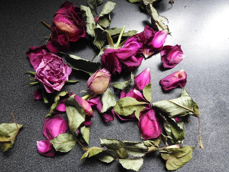 Dead flowers fallen petals stock image. Image of fallen - 200185621