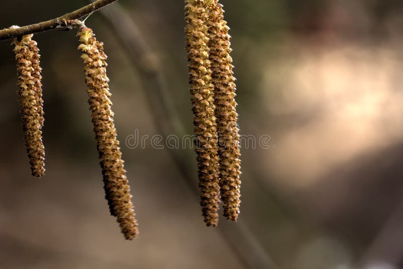 The Flowers of Hazel. Spring. Stock Image - Image of aments, brown ...