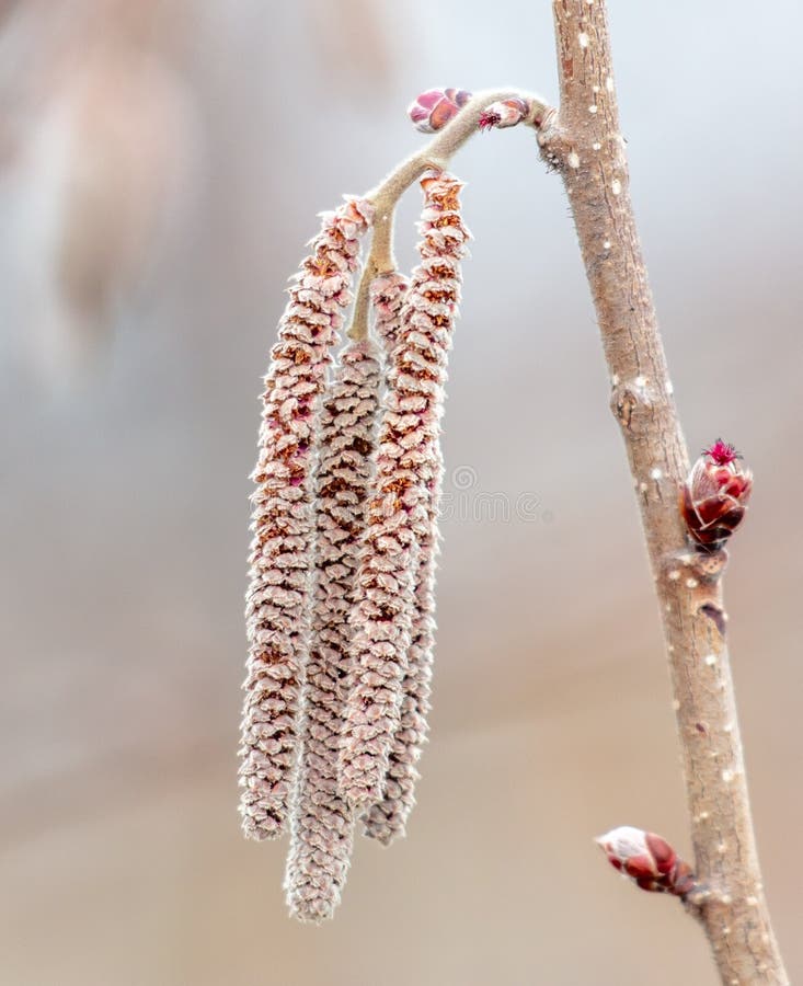 Flowers on Hazelnut Branches in Spring Stock Photo - Image of branch ...