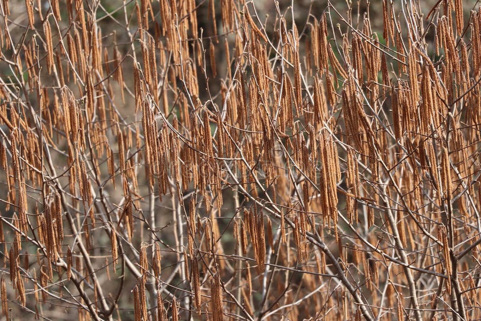 The Flowers of the Hazelnut Tree in the Spring, Flowers Walnut Tree in ...
