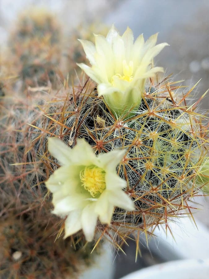 Flowers on the head stock image. Image of wildflower - 254633505