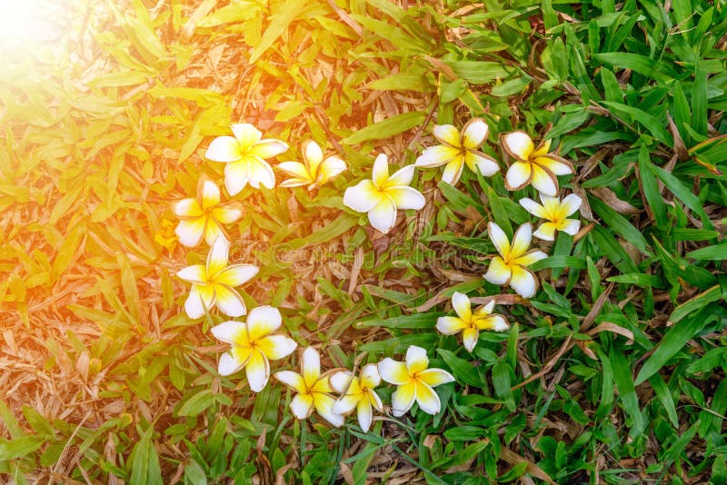 Heart tree sunset stock photo. Image of grass, colors - 36737278