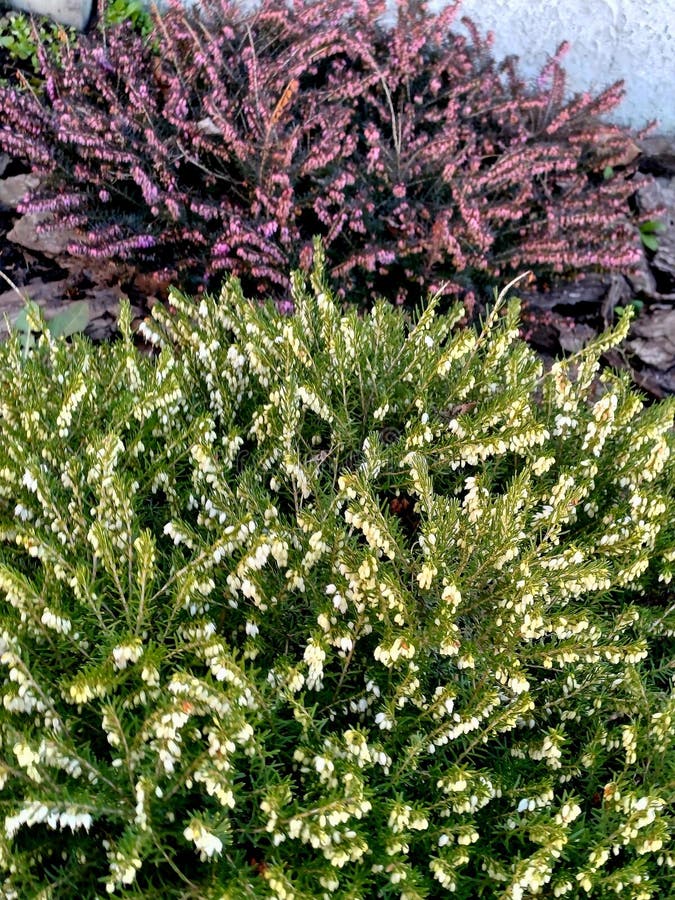 Flowers of heather stock photo. Image of bush, leaf - 310325290