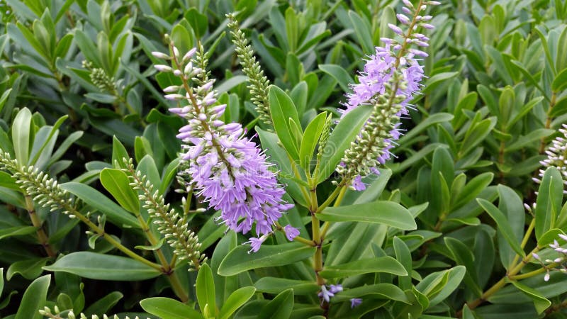 Hebe `Wiri Charm` stock image. Image of bloom, close - 209500625