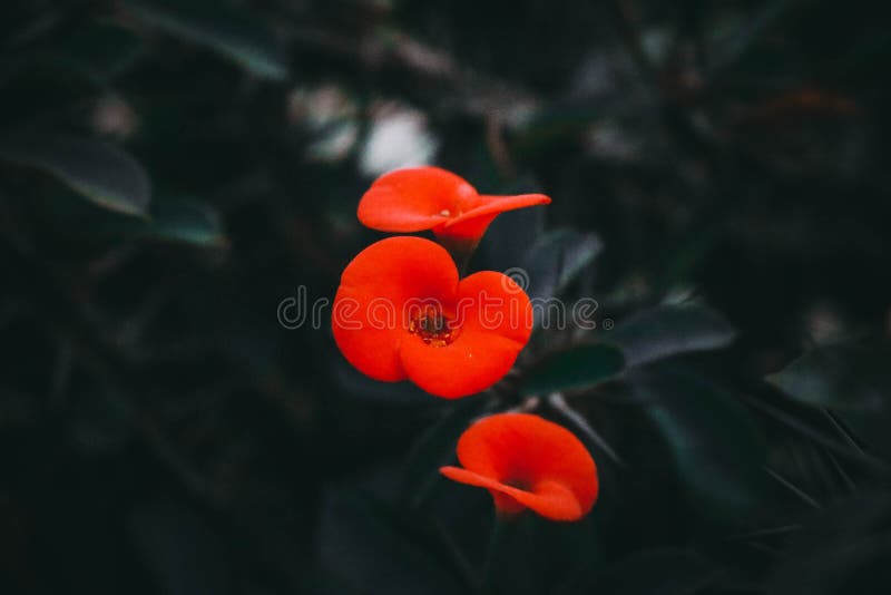 Flowers of hell stock image. Image of interesting, lampand - 111238789