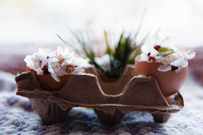 Flowers and Herbs in Eggshell on a Pink Background Next To a White ...