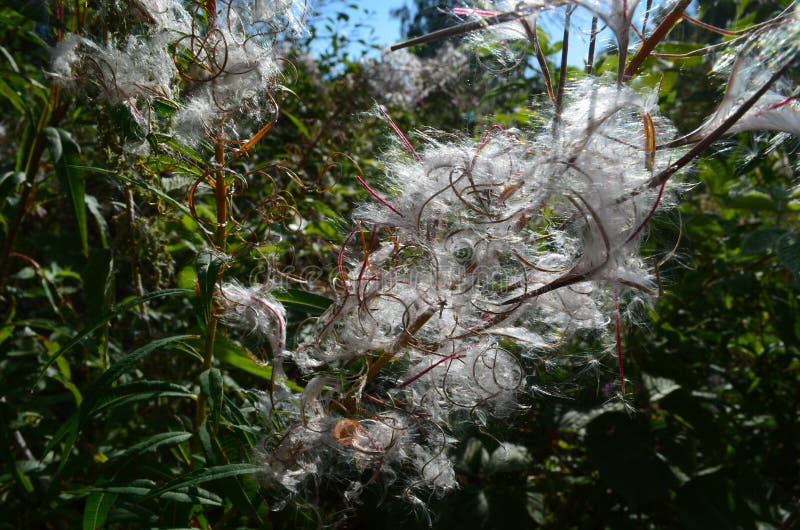 Fluff under the July heat. stock image. Image of woodland - 241700545