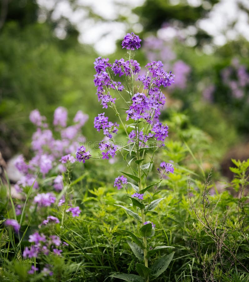 Flowers of Hesperis Matronalis. Stock Image - Image of petal, bloom ...