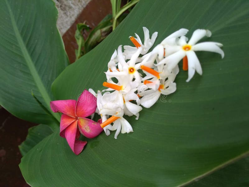 This Flowers Hints the Durga Pooja is Comes Stock Photo - Image of ...